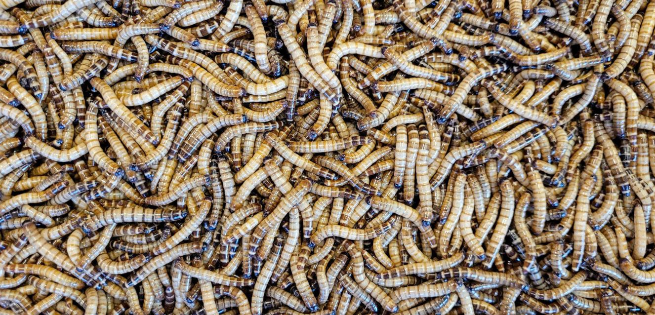 Los animalistas cuestionan ahora también la cría de insectos como ...